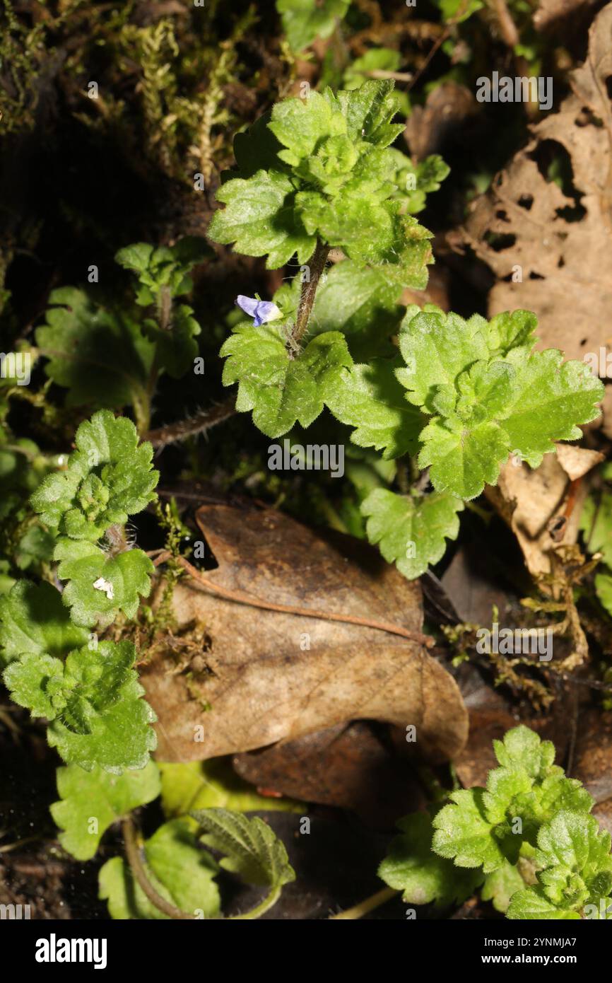 bird's-eye speedwell (Veronica persica Stock Photo - Alamy