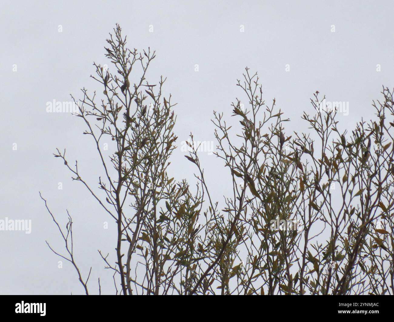 groundsel tree (Baccharis halimifolia Stock Photo - Alamy