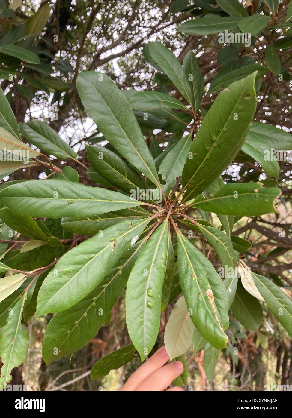 Hinau (Elaeocarpus dentatus Stock Photo - Alamy