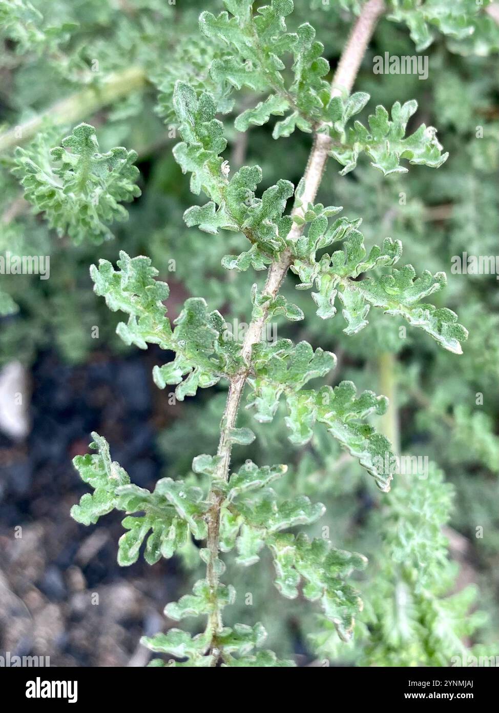 Western Tansymustard (Descurainia pinnata Stock Photo - Alamy