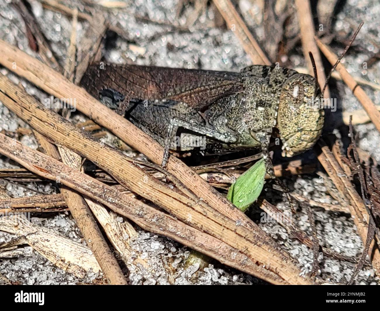Southern Yellowwinged Grasshopper (Arphia granulata Stock Photo - Alamy