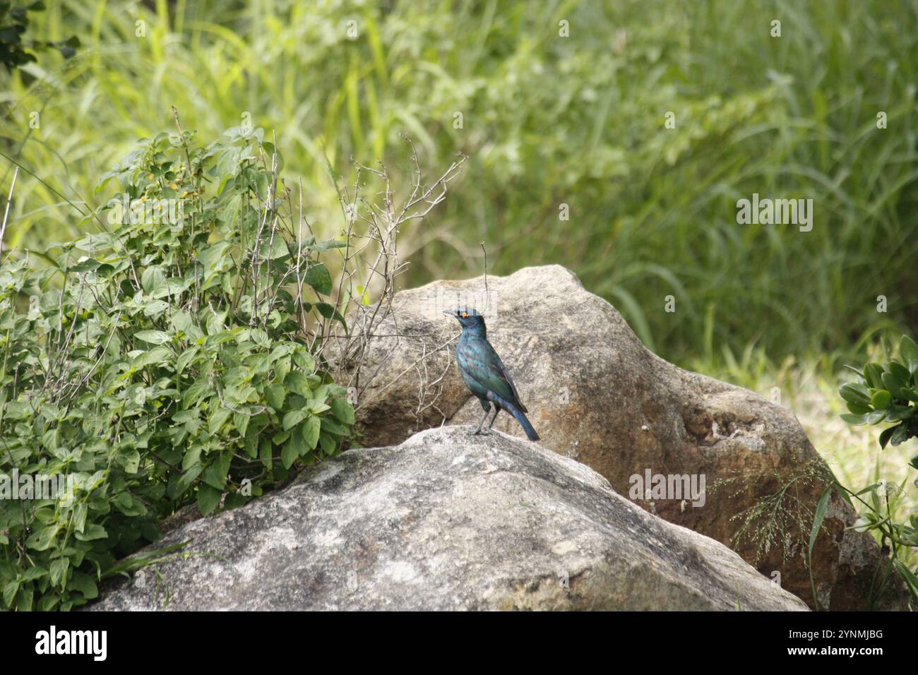 Cape Starling (Lamprotornis nitens Stock Photo - Alamy