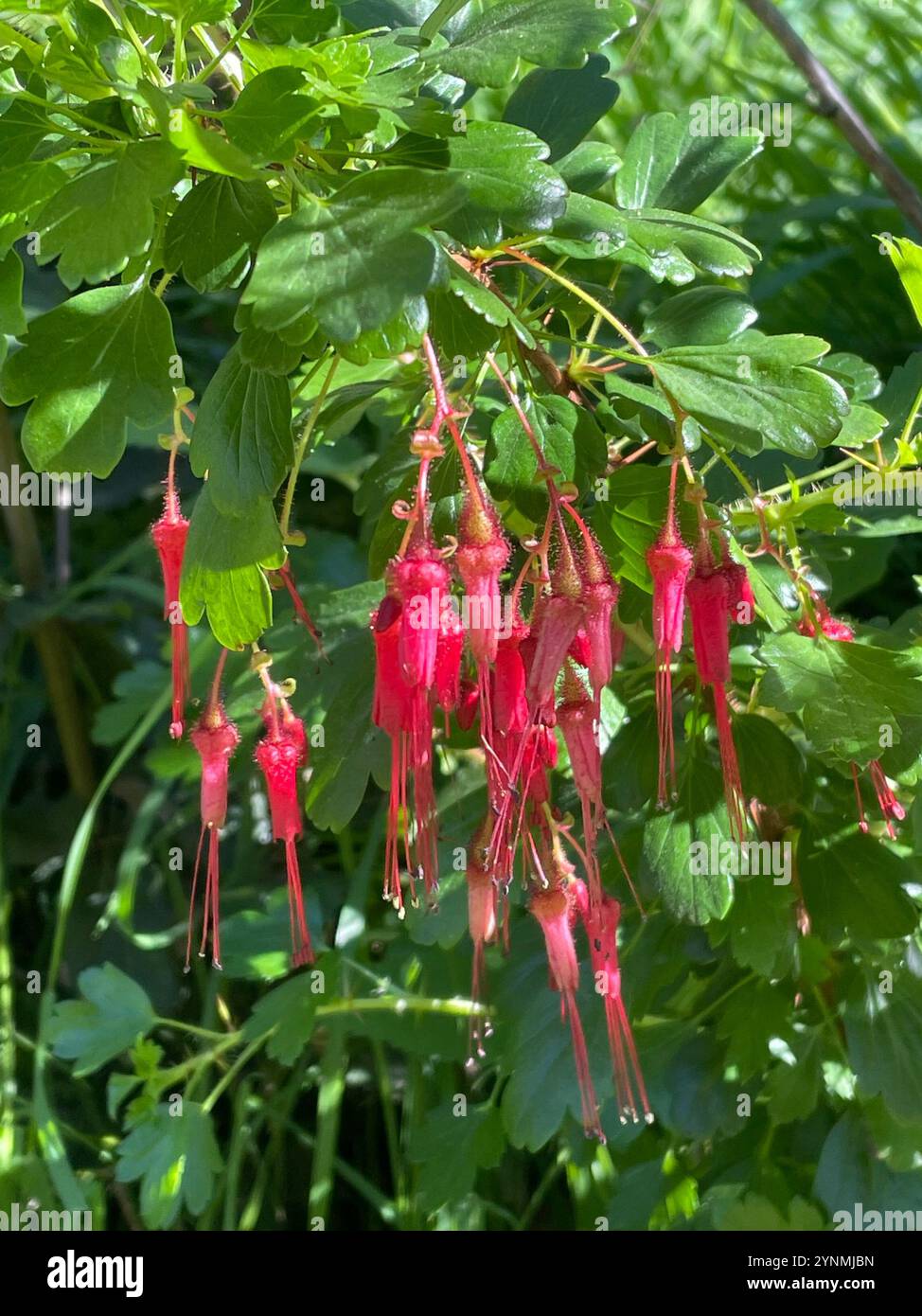 Fuchsiaflower Gooseberry (Ribes speciosum Stock Photo - Alamy