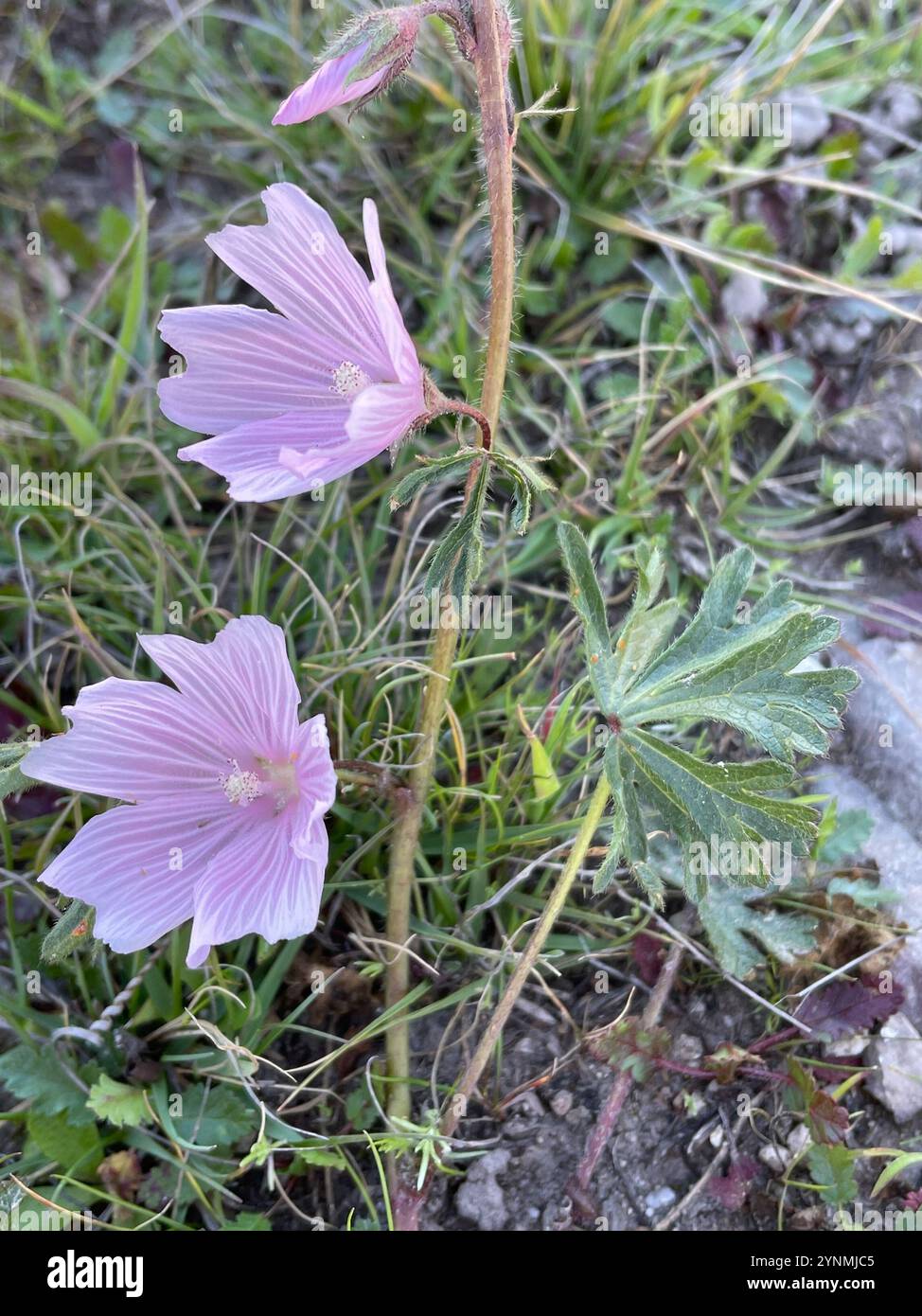 checkerbloom (Sidalcea malviflora Stock Photo - Alamy