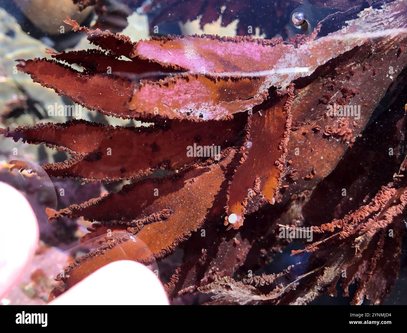 Grape Tongue (Cryptopleura ruprechtiana Stock Photo - Alamy