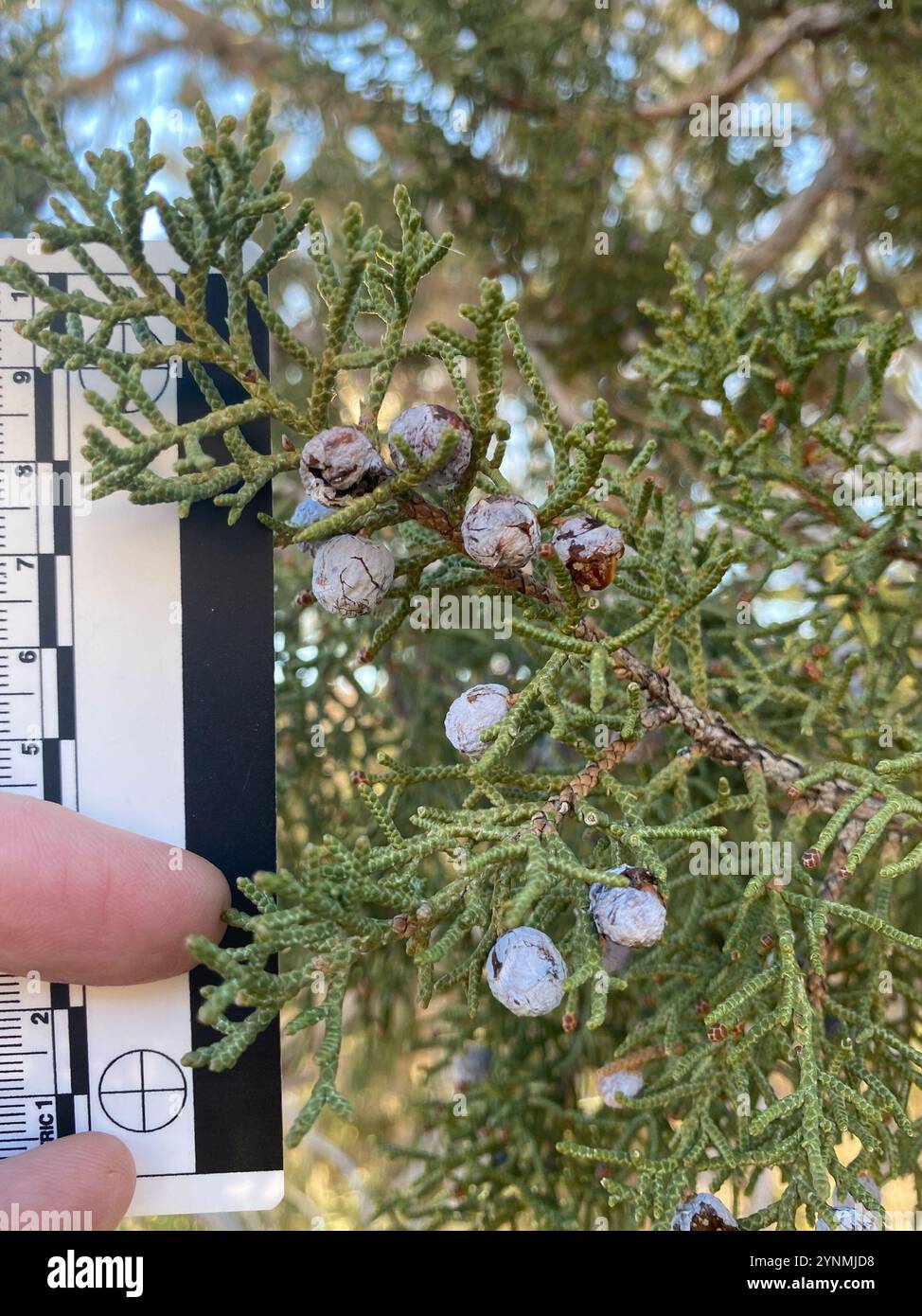 Utah Juniper (Juniperus osteosperma Stock Photo - Alamy