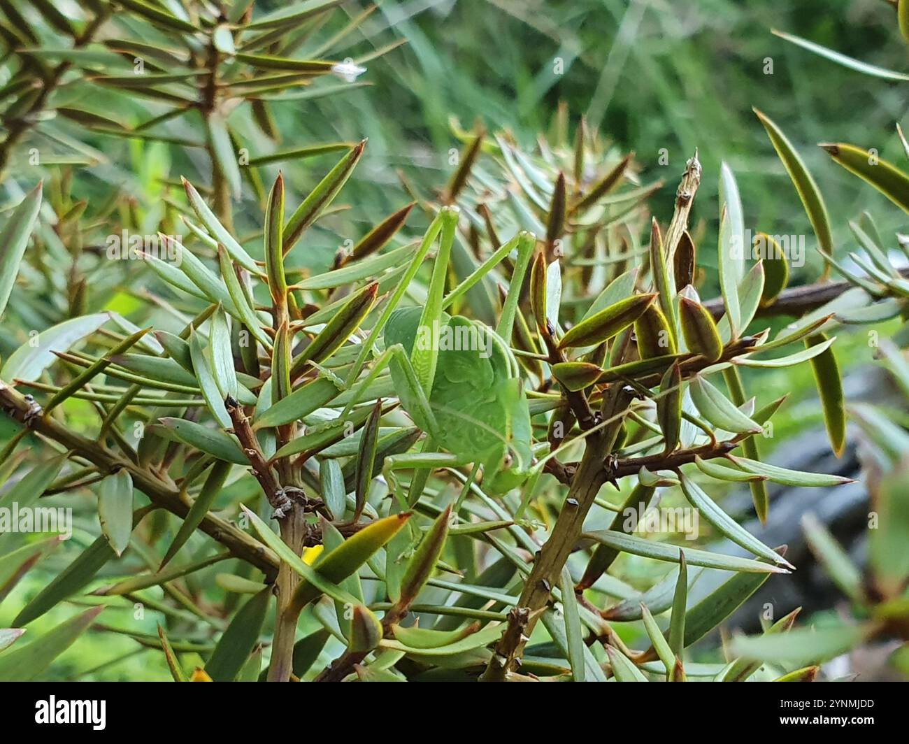 Australian Common Garden Katydid (Caedicia simplex Stock Photo - Alamy