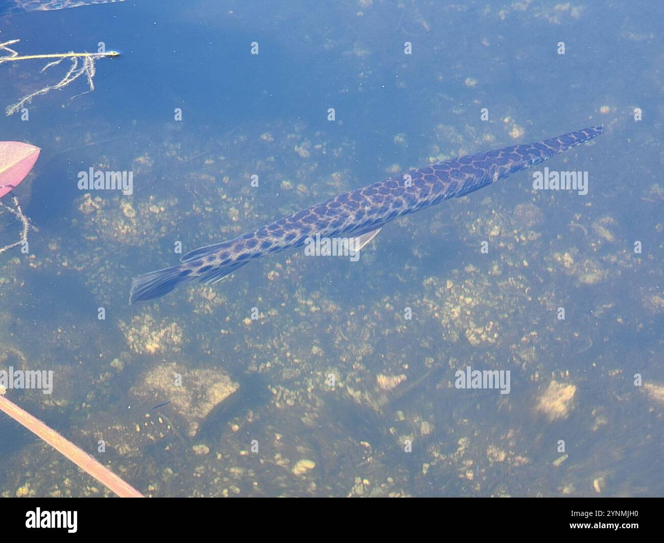 Florida Gar (Lepisosteus platyrhincus Stock Photo - Alamy