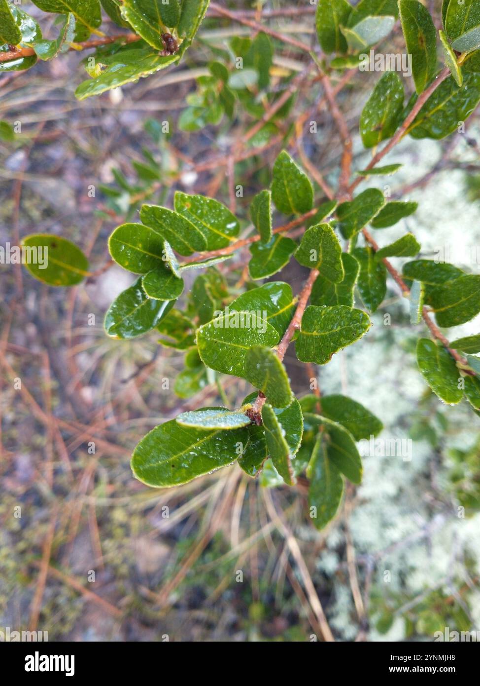 huckleberry oak (Quercus vacciniifolia Stock Photo - Alamy