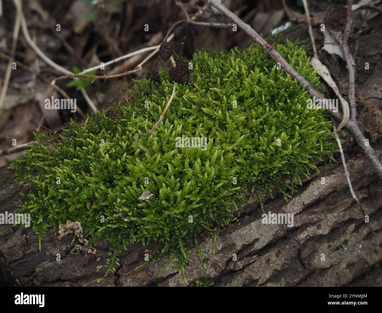Cypress-leaved Plait-moss (Hypnum cupressiforme Stock Photo - Alamy