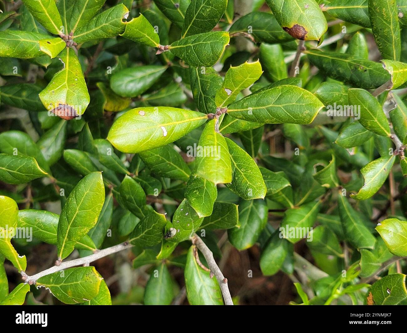 Myrtle Oak (Quercus myrtifolia Stock Photo - Alamy