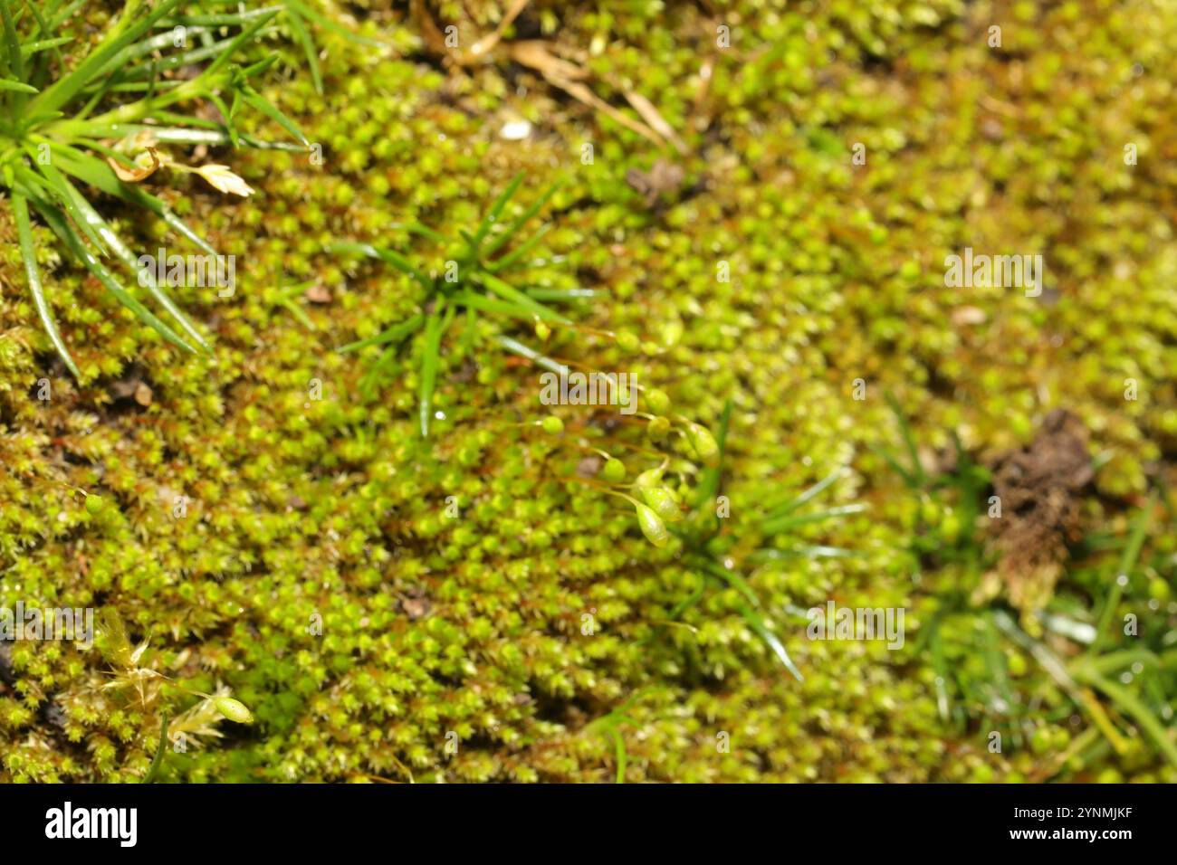 Bonfire moss (Funaria hygrometrica Stock Photo - Alamy