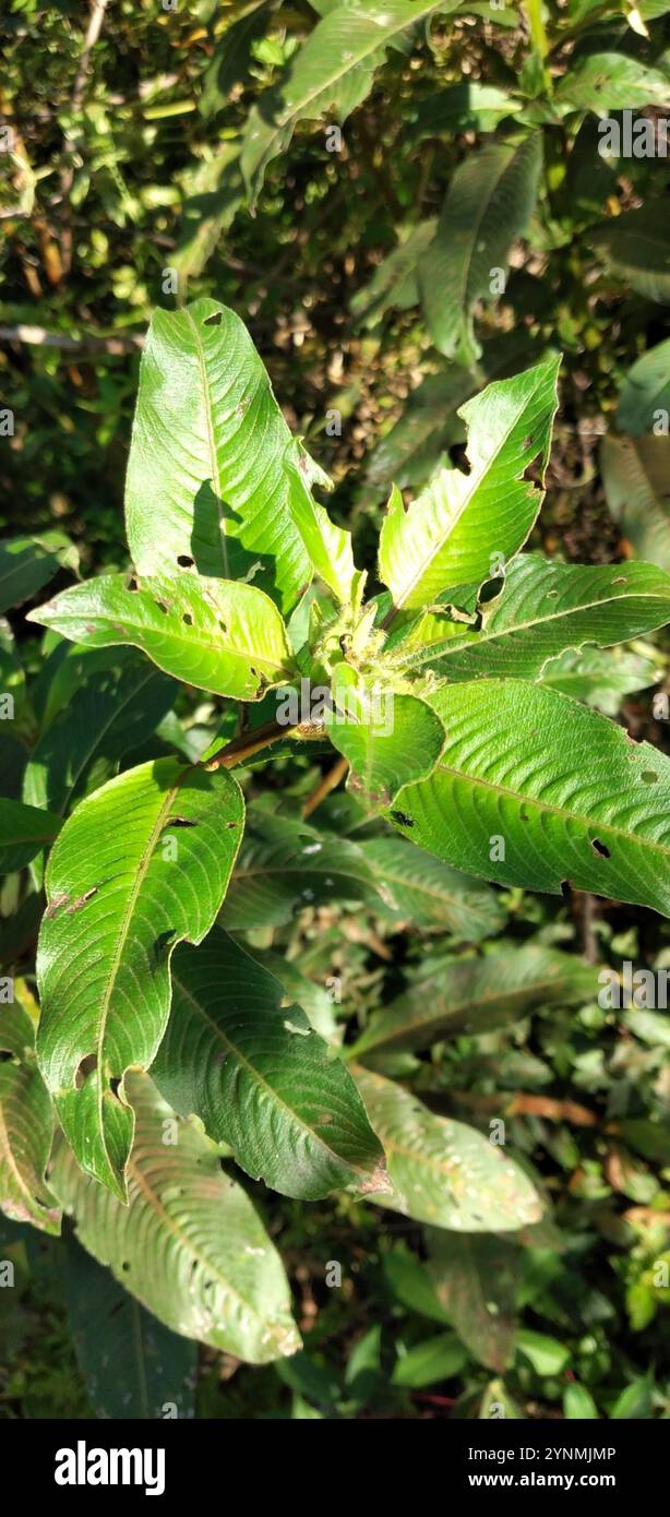 Peruvian primrose-willow (Ludwigia peruviana Stock Photo - Alamy