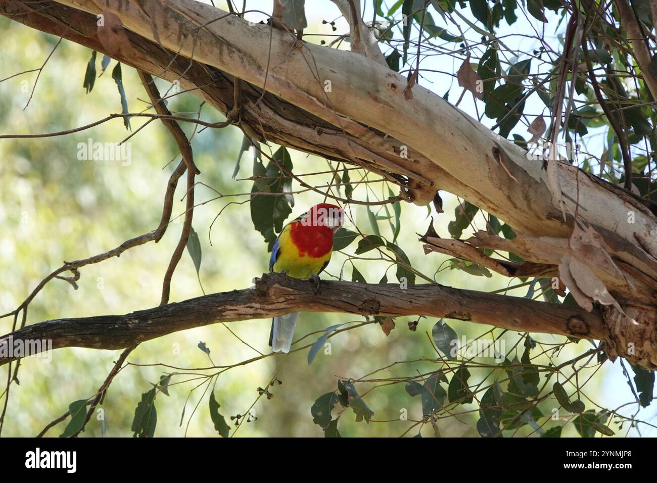 Eastern Rosella (Platycercus eximius Stock Photo - Alamy
