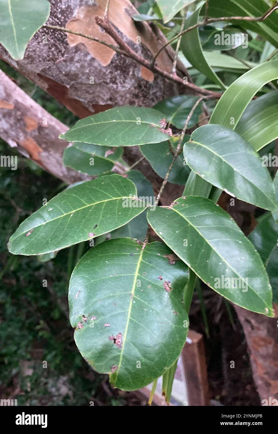 Poisonwood hi-res stock photography and images - Alamy