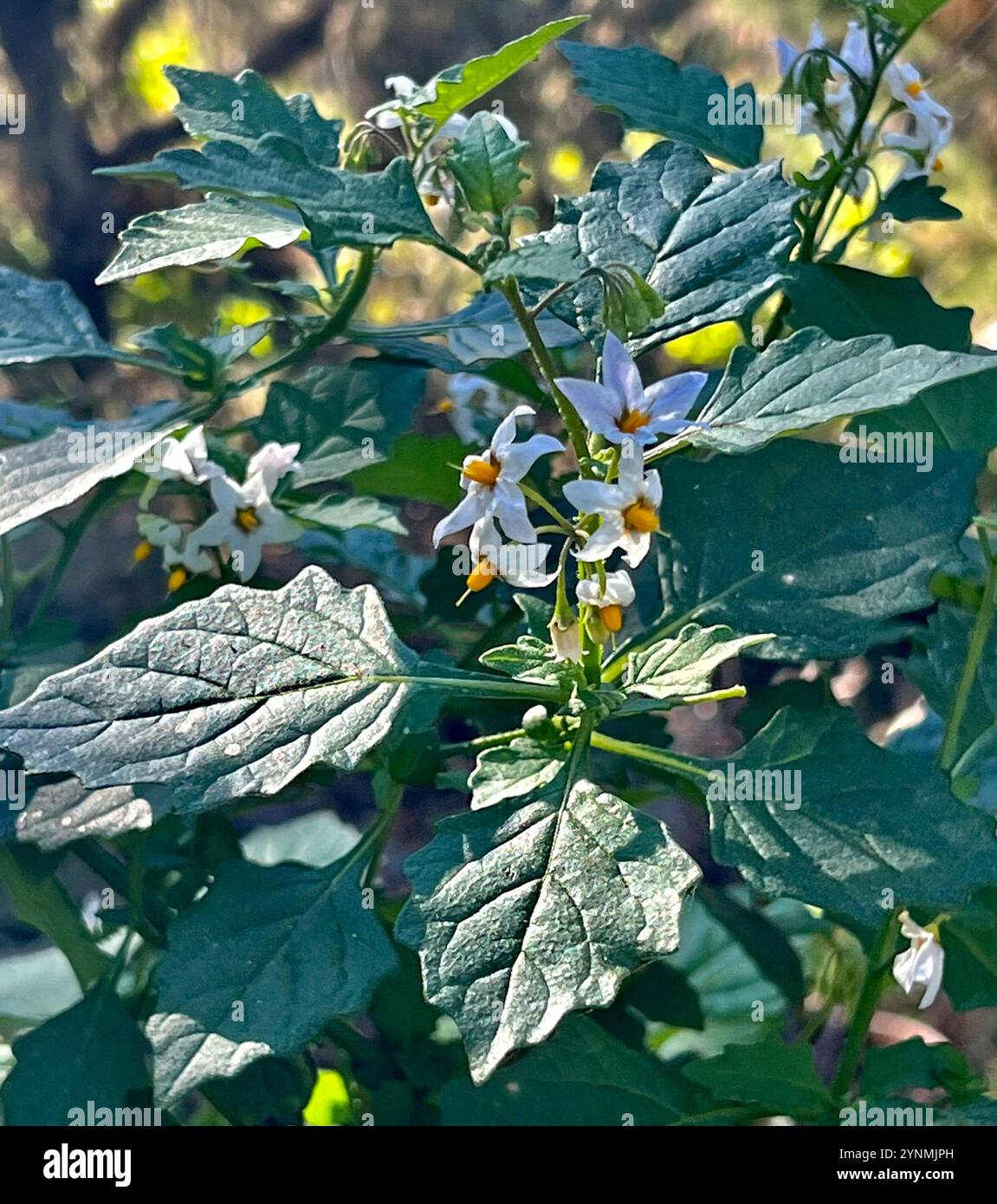 greenspot nightshade (Solanum douglasii Stock Photo - Alamy