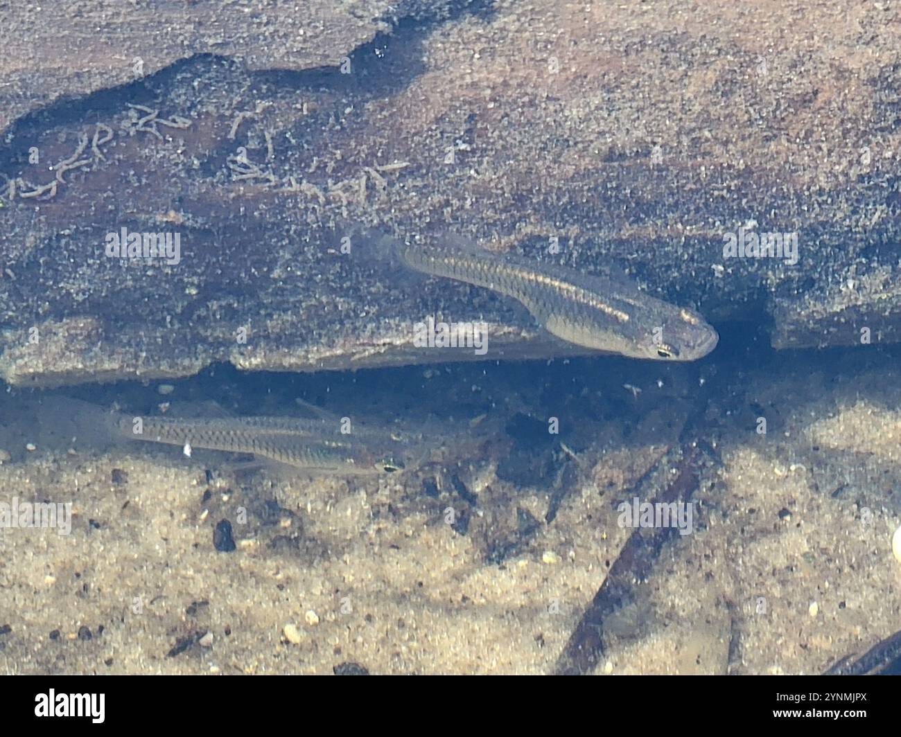 Eastern Mosquitofish (Gambusia holbrooki Stock Photo - Alamy