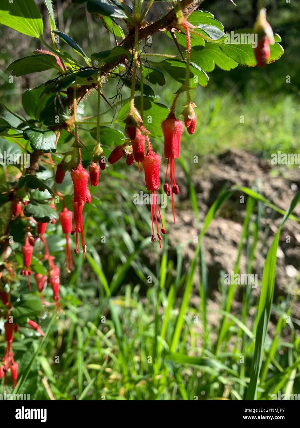 Fuchsiaflower gooseberry hi-res stock photography and images - Alamy