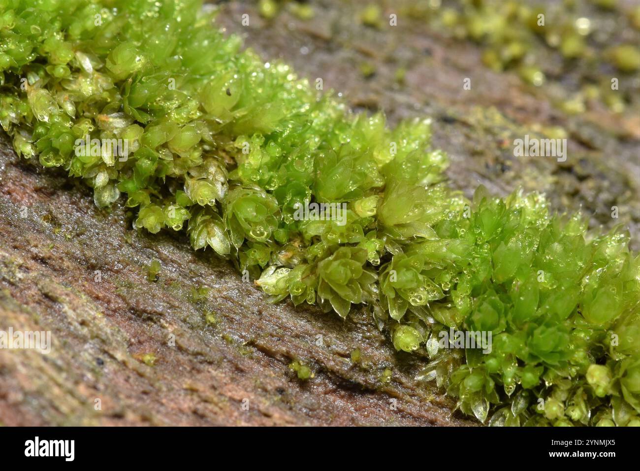 Capillary Thread-moss (Ptychostomum capillare Stock Photo - Alamy