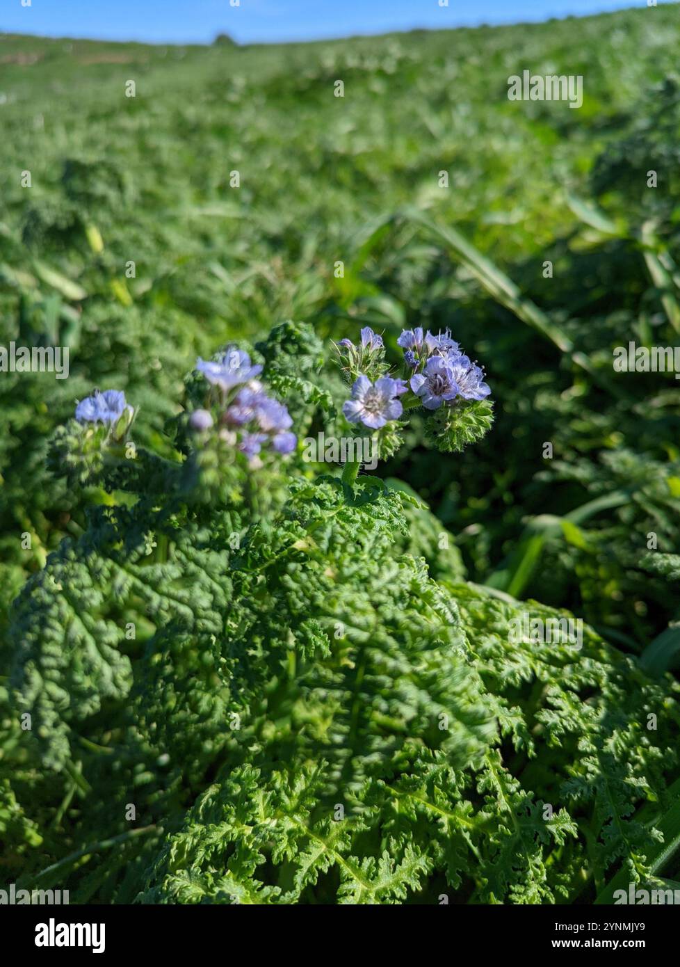 distant phacelia (Phacelia distans Stock Photo - Alamy