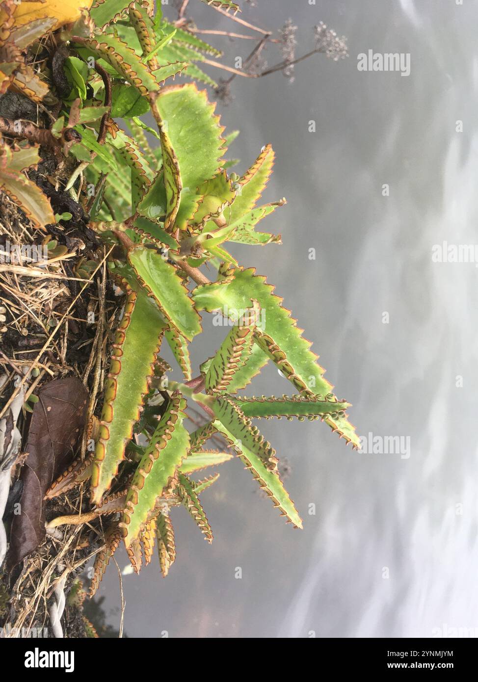 Alligator Plant (Kalanchoe daigremontiana Stock Photo - Alamy
