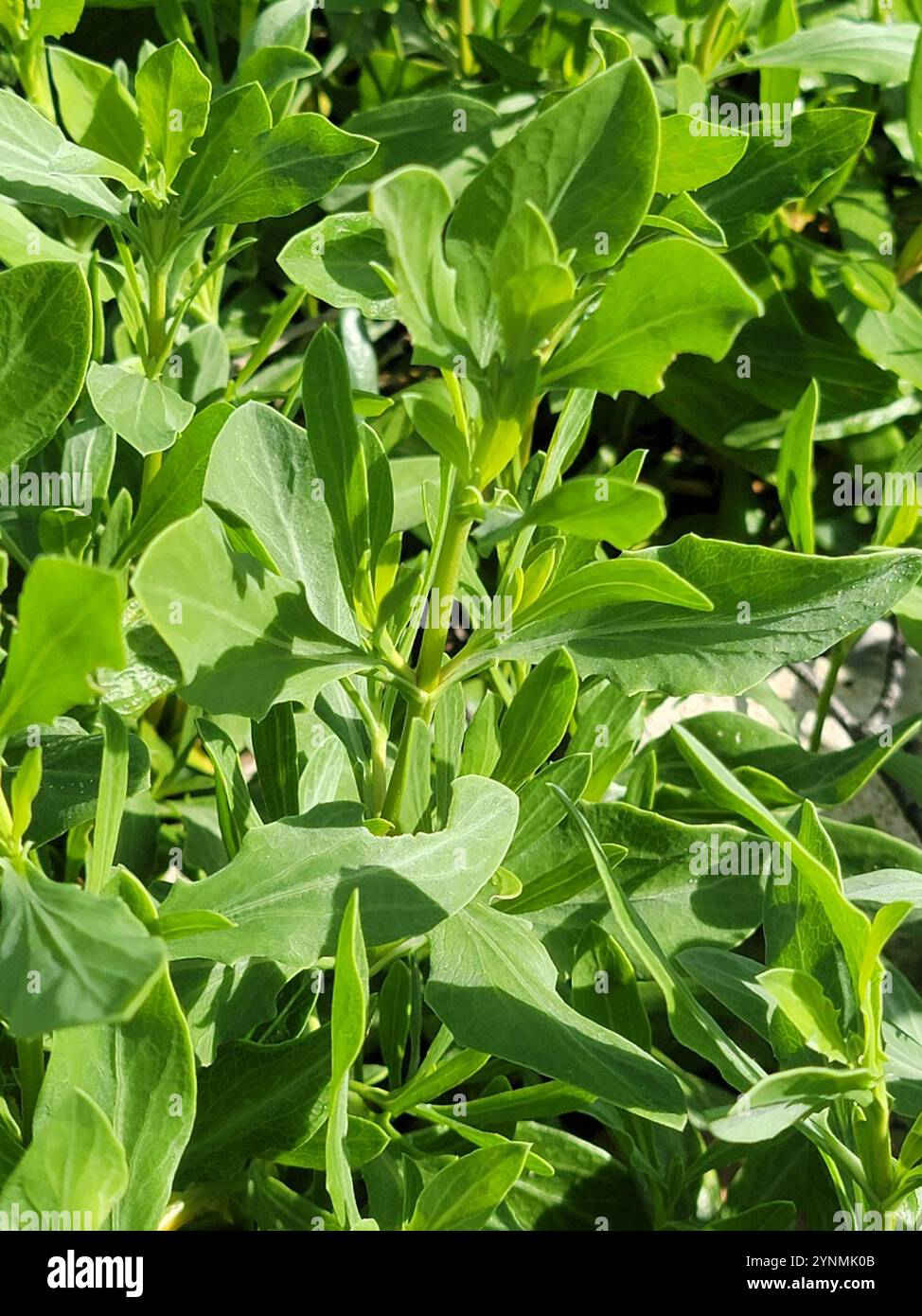 sea ox-eye (Borrichia frutescens Stock Photo - Alamy