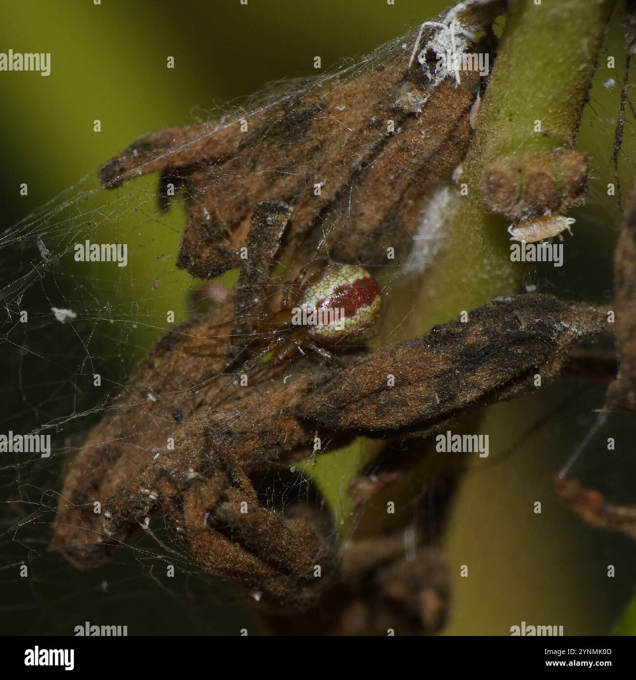 Typical Cobweb Spiders (Theridion Stock Photo - Alamy
