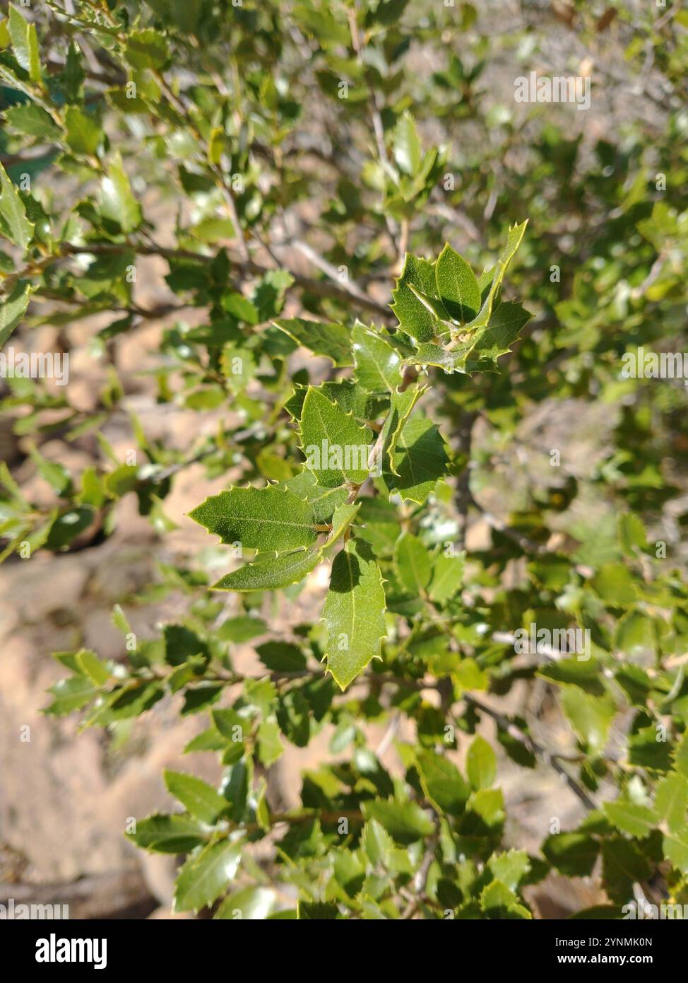 canyon live oak (Quercus chrysolepis Stock Photo - Alamy