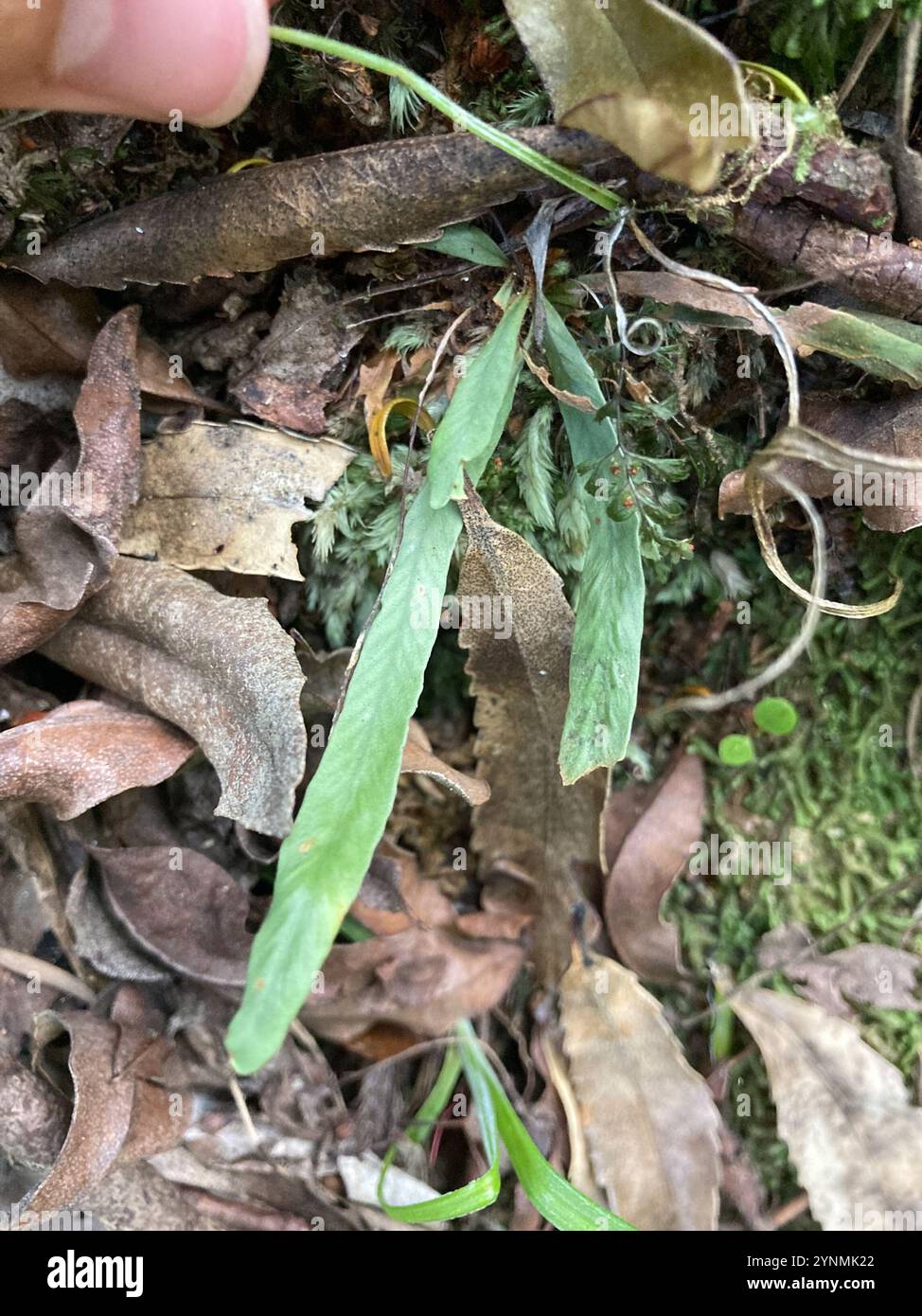 Common strap fern (Notogrammitis billardierei Stock Photo - Alamy