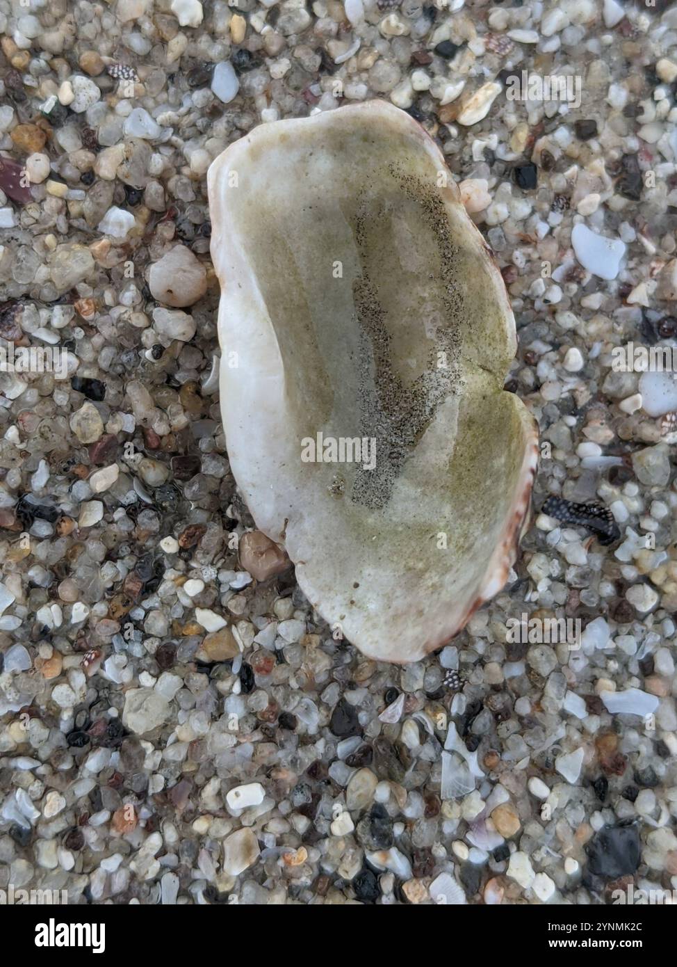 wavy turban (Turbo fluctuosus Stock Photo - Alamy