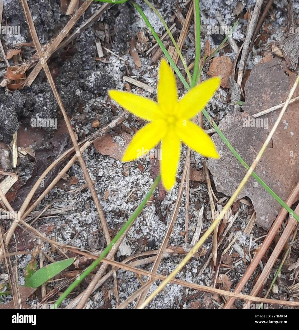 fringed star grass (Hypoxis juncea Stock Photo - Alamy