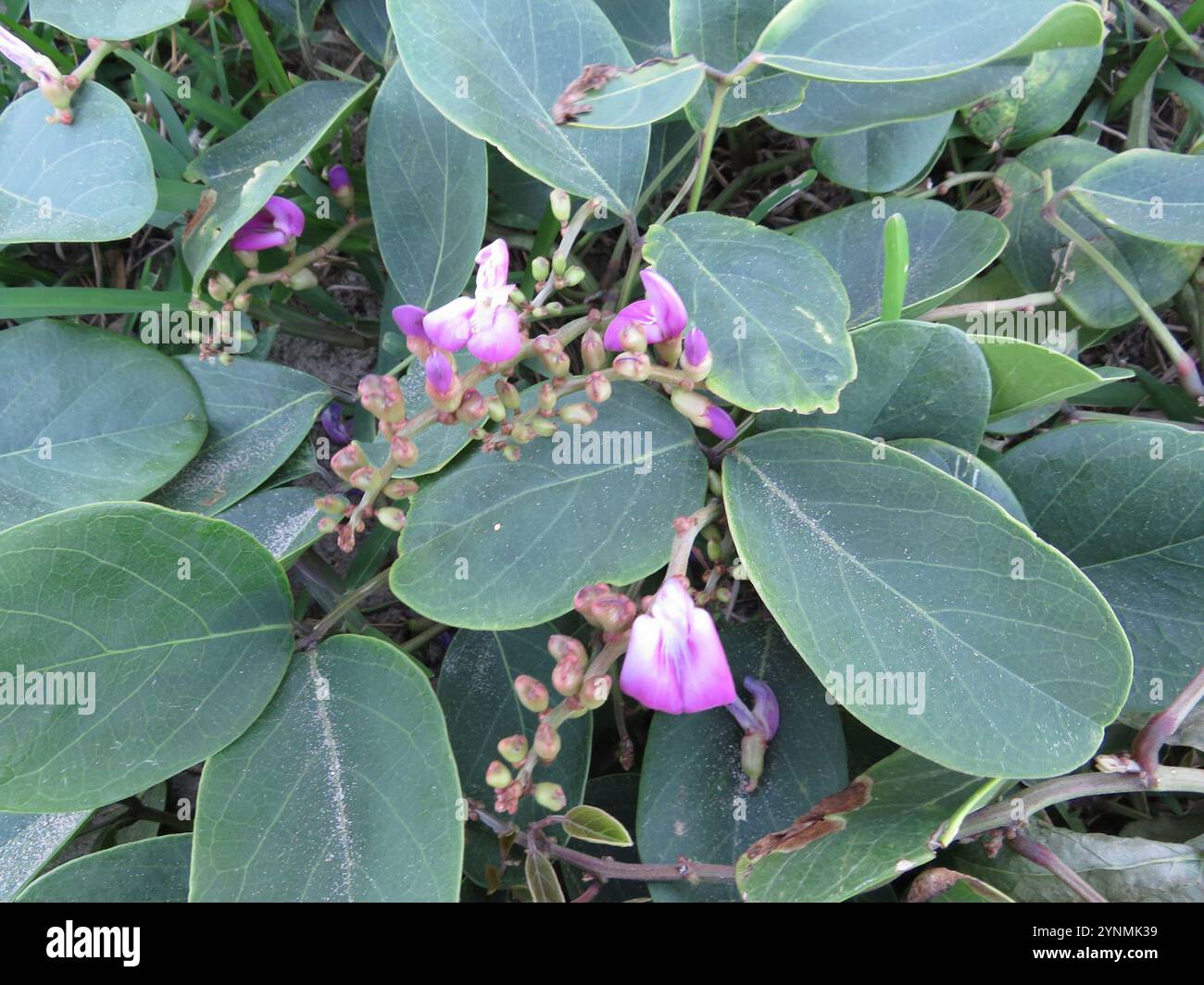 Beach Bean (Canavalia rosea Stock Photo - Alamy