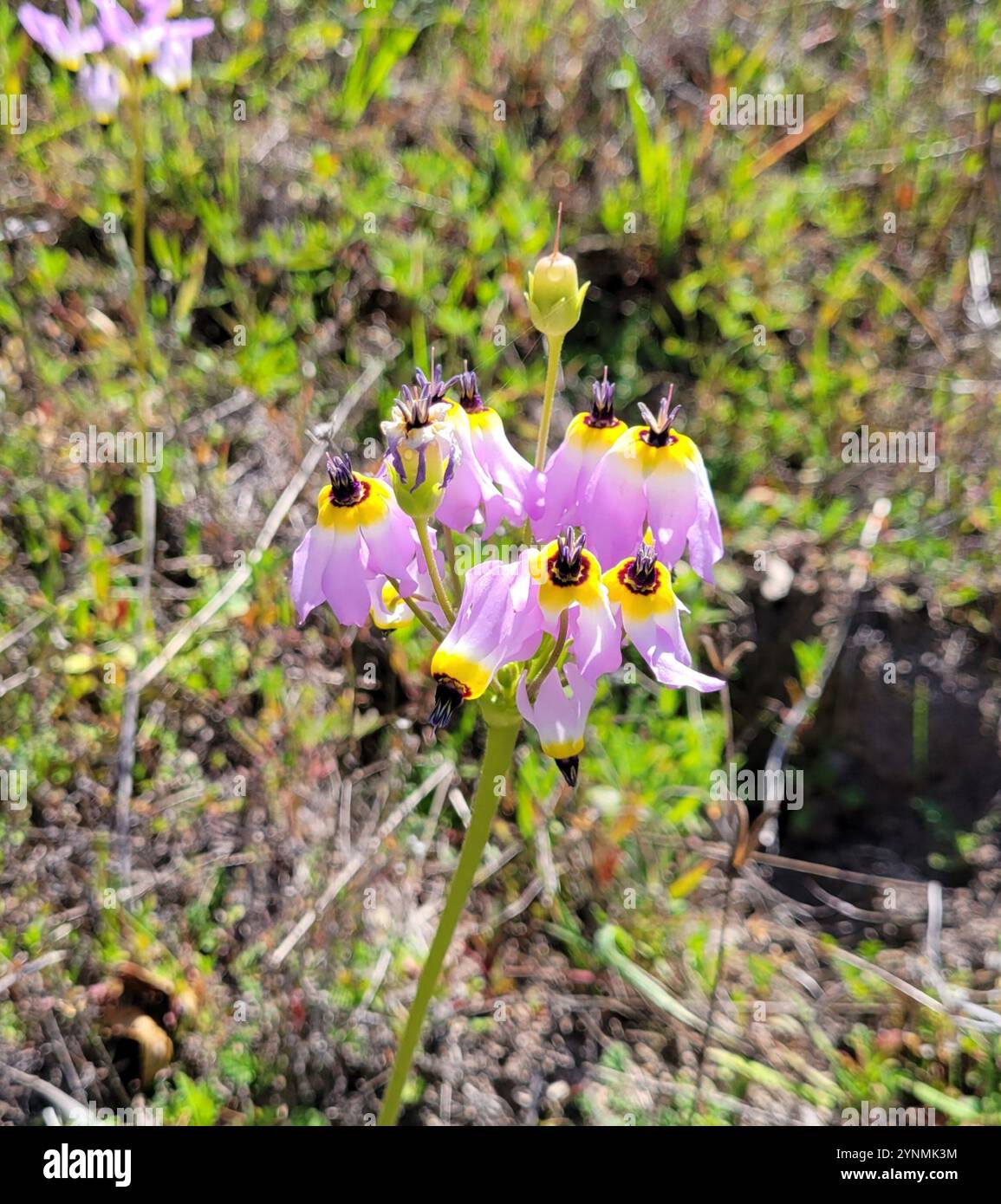 Padre's Shooting Star (Primula clevelandii Stock Photo - Alamy