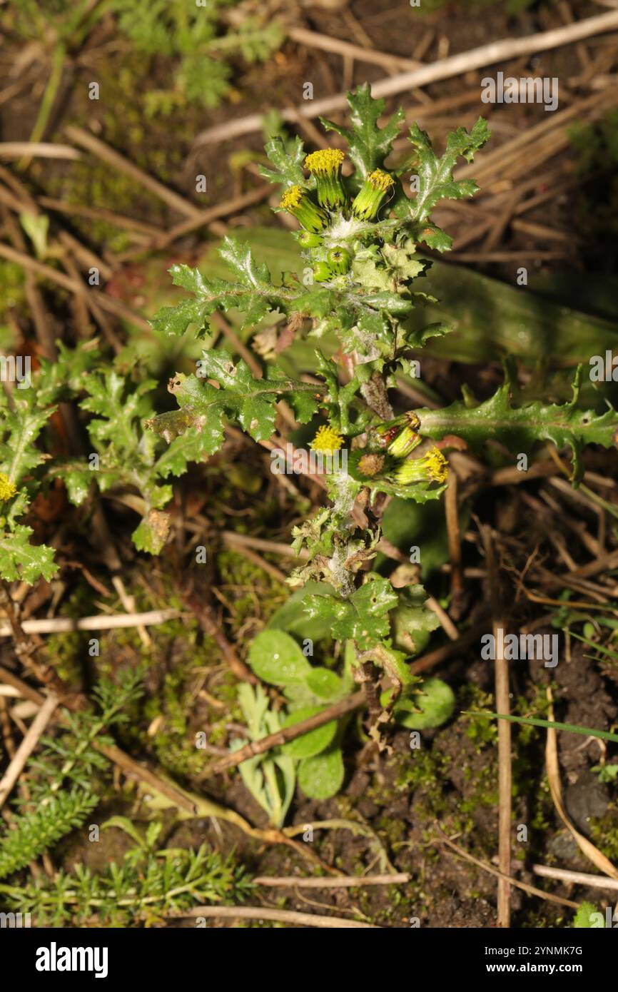 common groundsel (Senecio vulgaris Stock Photo - Alamy