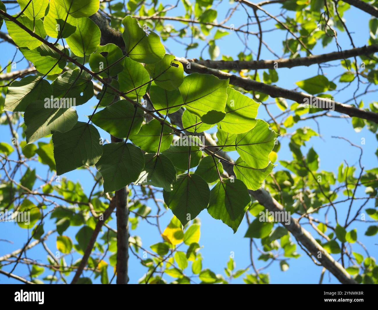 Paper mulberry (Broussonetia papyrifera Stock Photo - Alamy