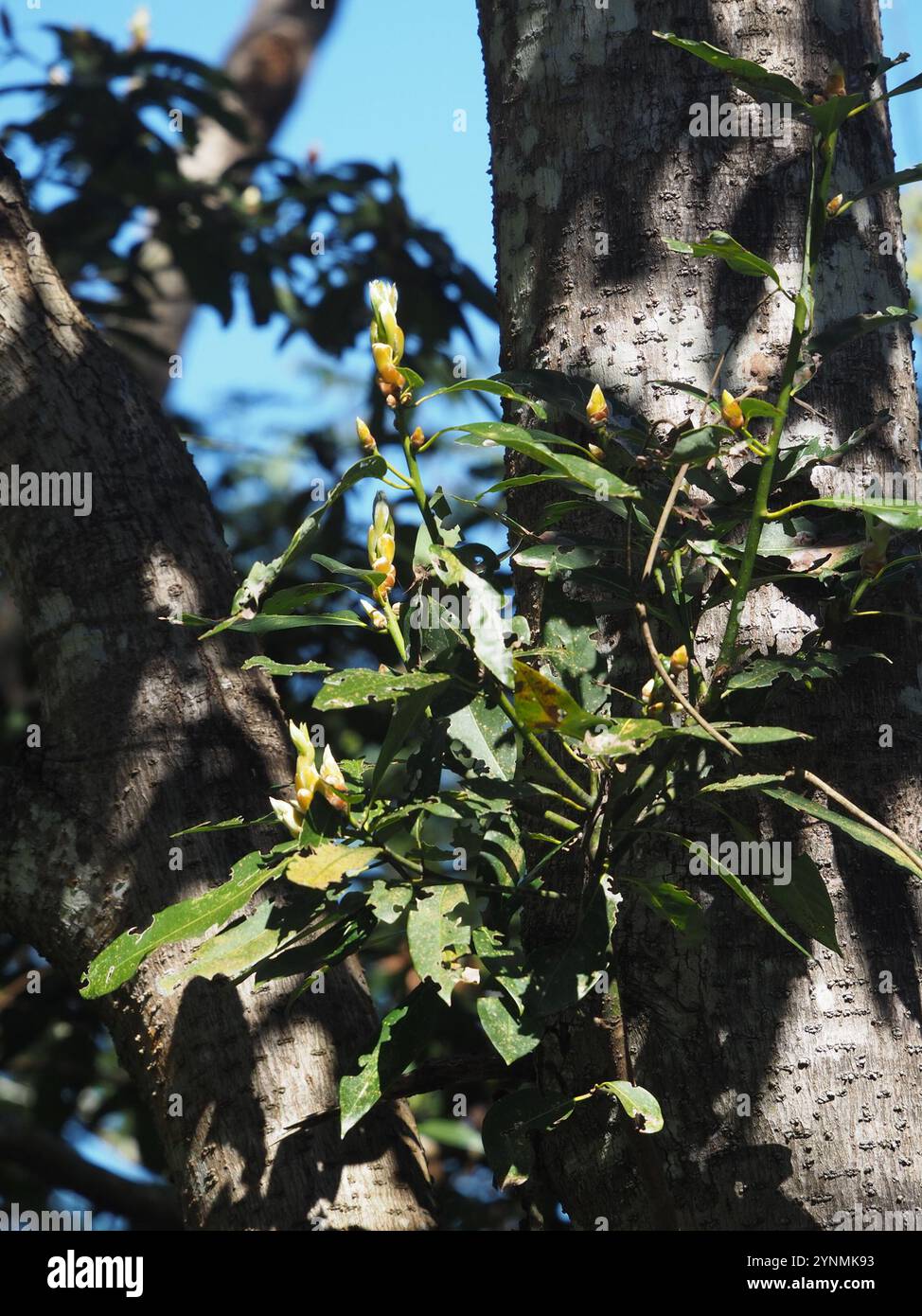 Machilus thunbergii hi-res stock photography and images - Alamy