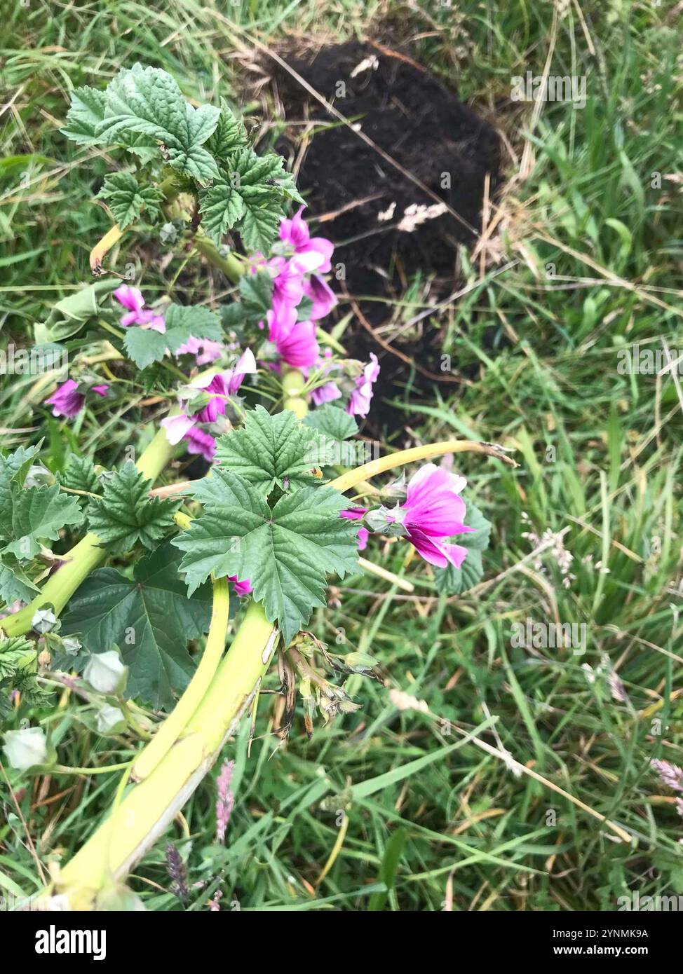 Tree Mallow (Malva arborea Stock Photo - Alamy