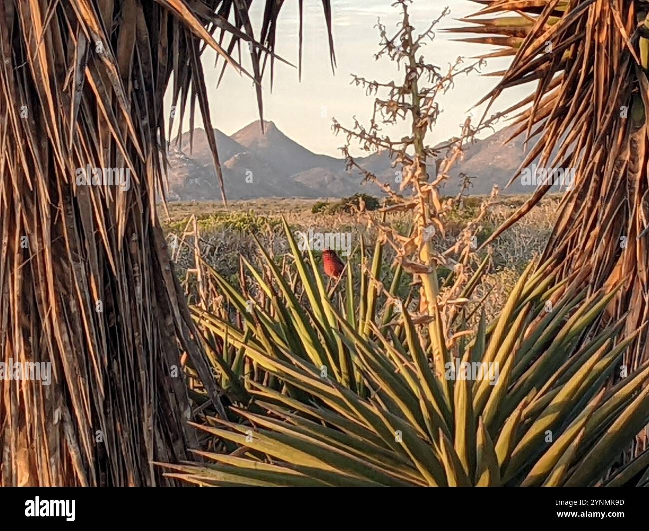 House Finch (Haemorhous mexicanus Stock Photo - Alamy