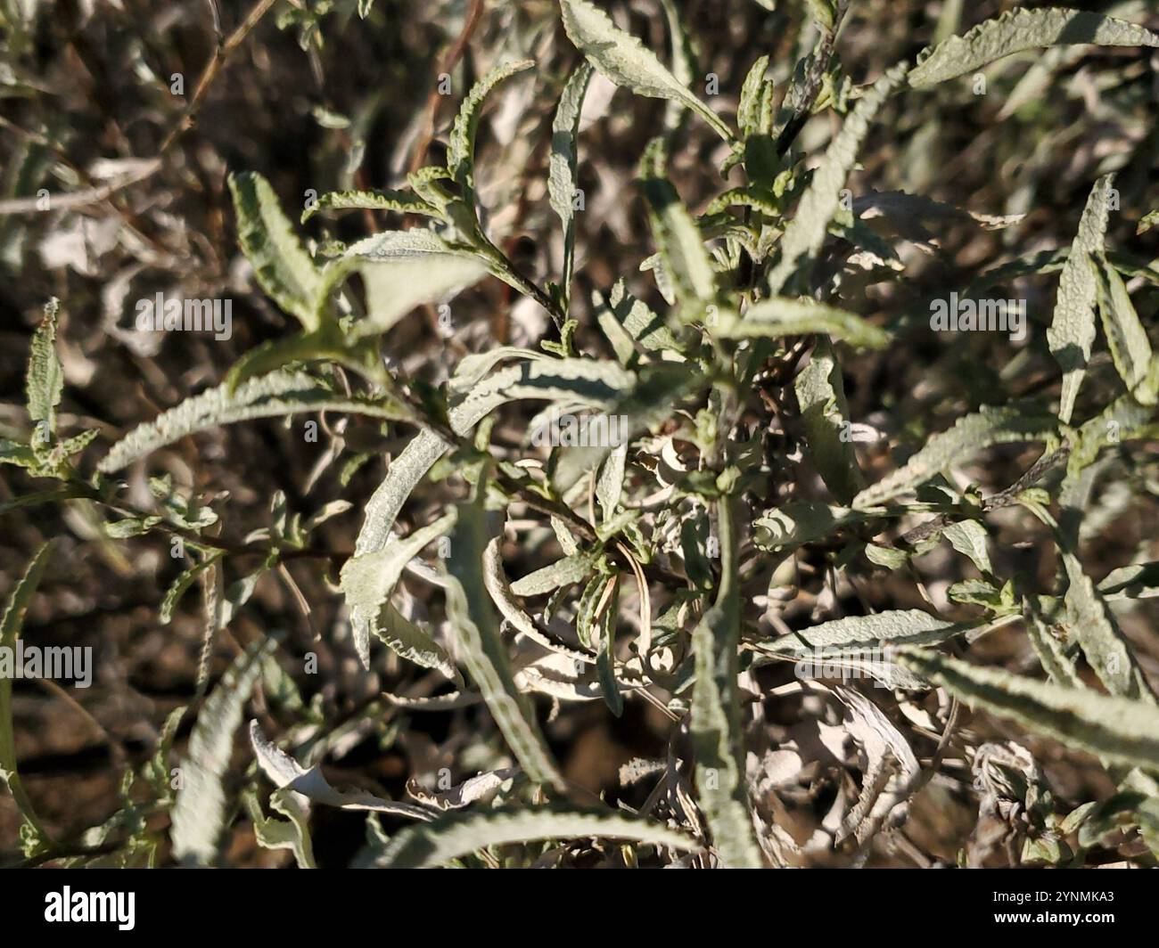 triangle-leaf bursage (Ambrosia deltoidea Stock Photo - Alamy