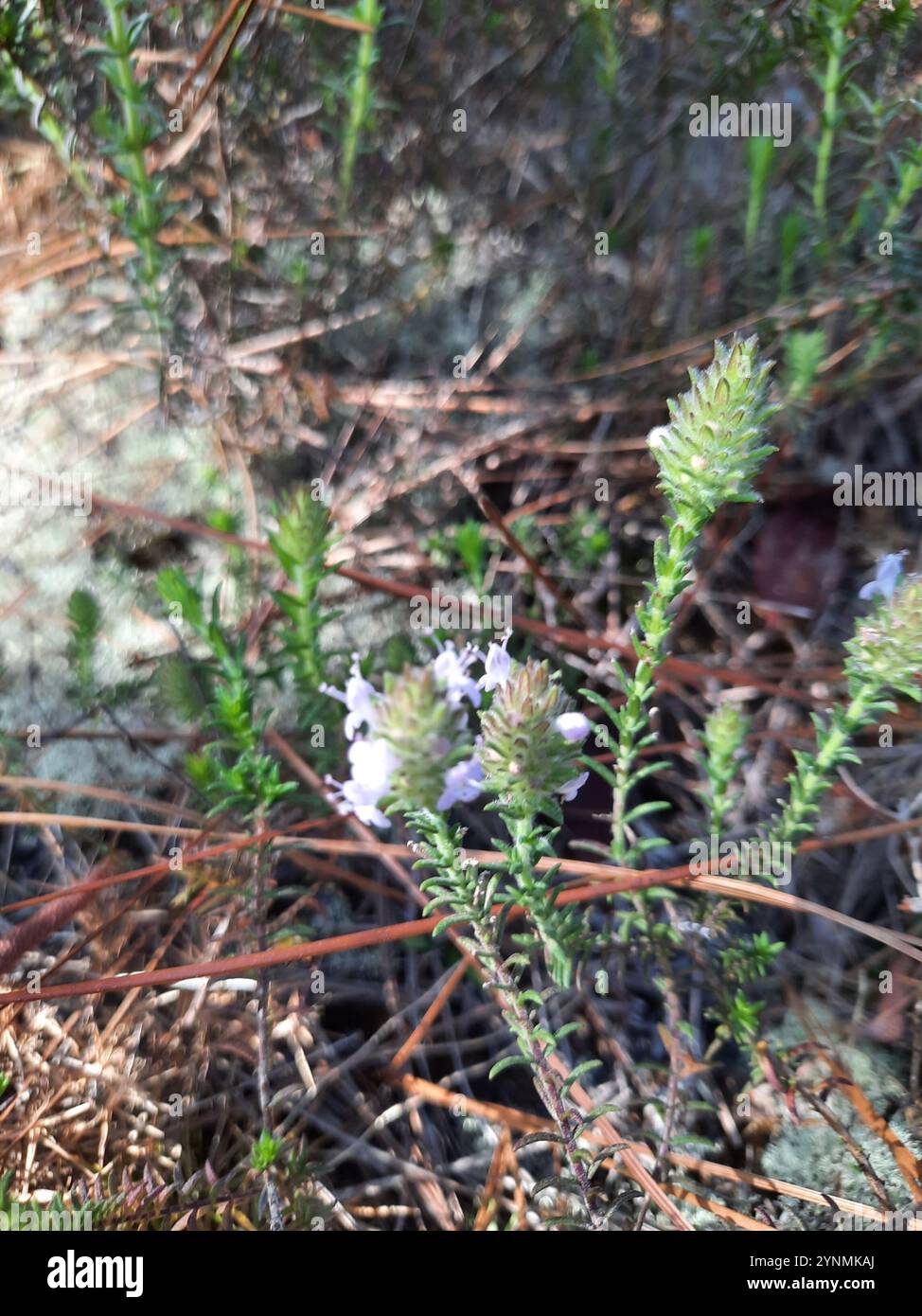 Florida pennyroyal (Piloblephis rigida Stock Photo - Alamy