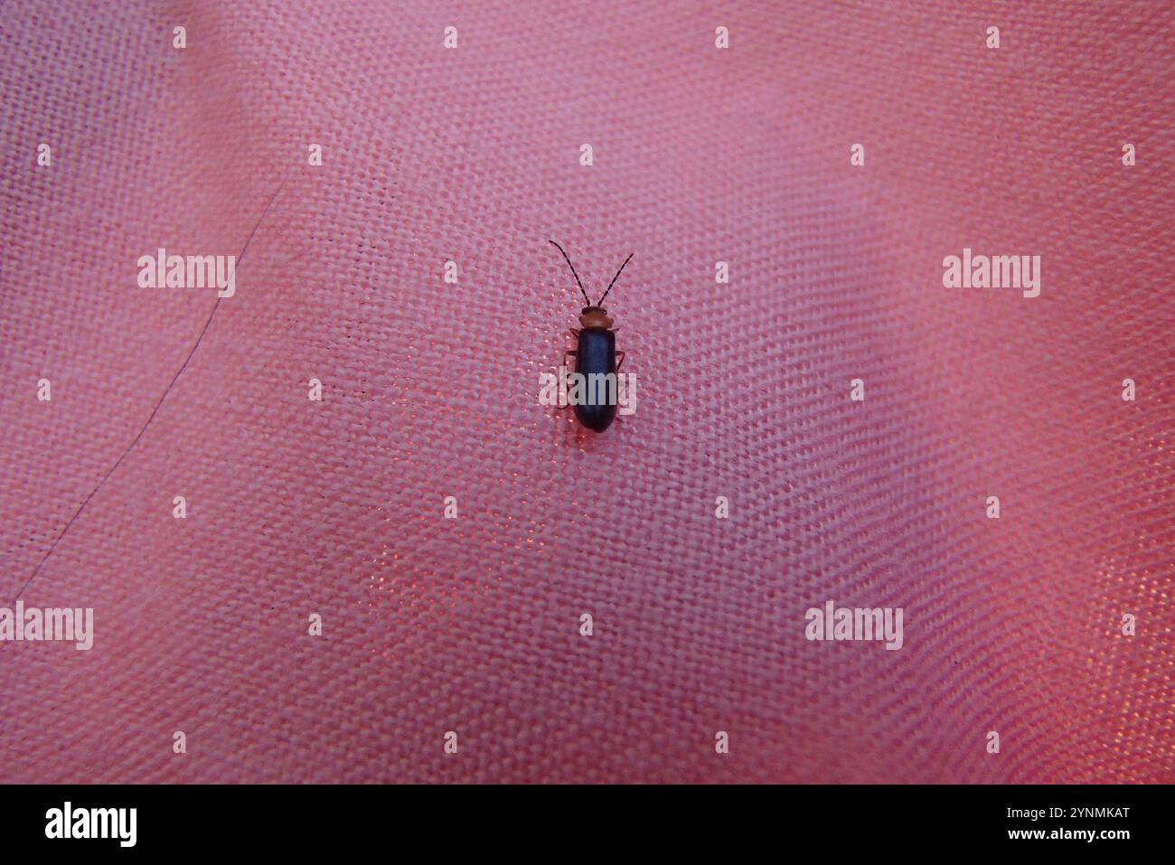 Soldier Beetles (Cantharidae Stock Photo - Alamy