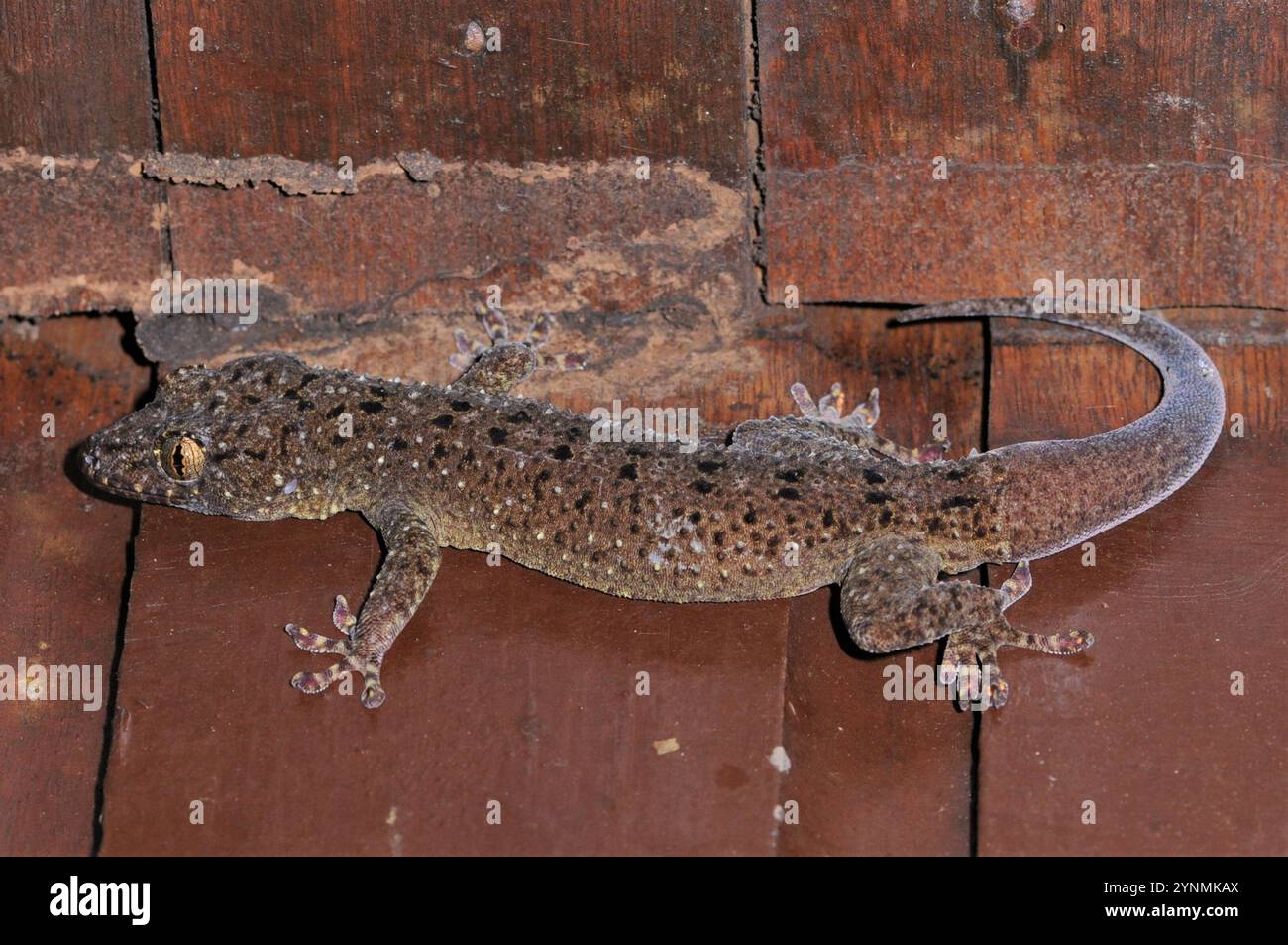 Double-spotted Gecko (Gekko monarchus Stock Photo - Alamy