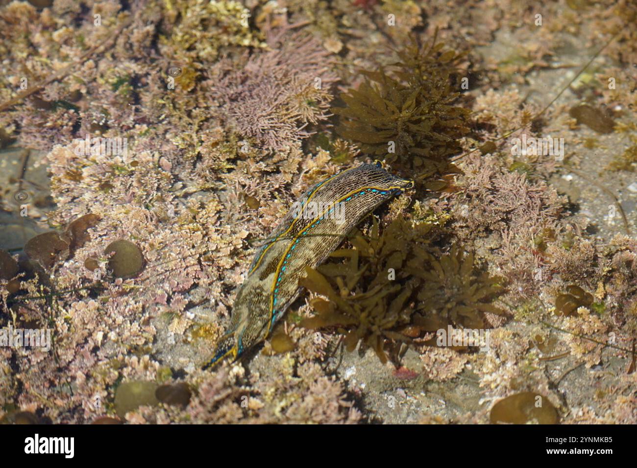 Navanax inermis hi-res stock photography and images - Alamy