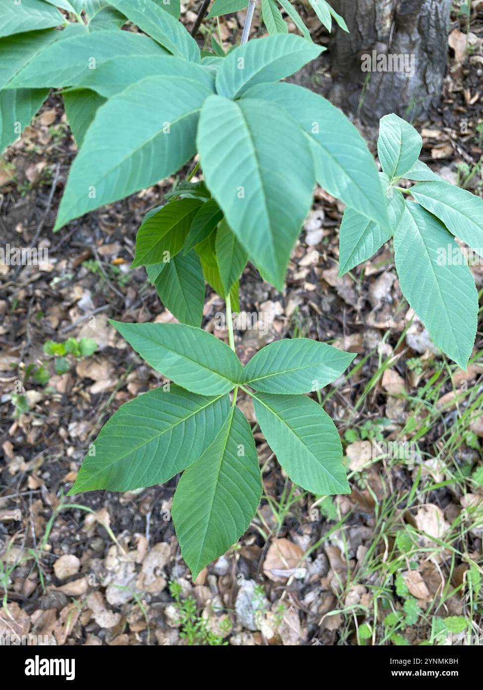 California buckeye (Aesculus californica Stock Photo - Alamy
