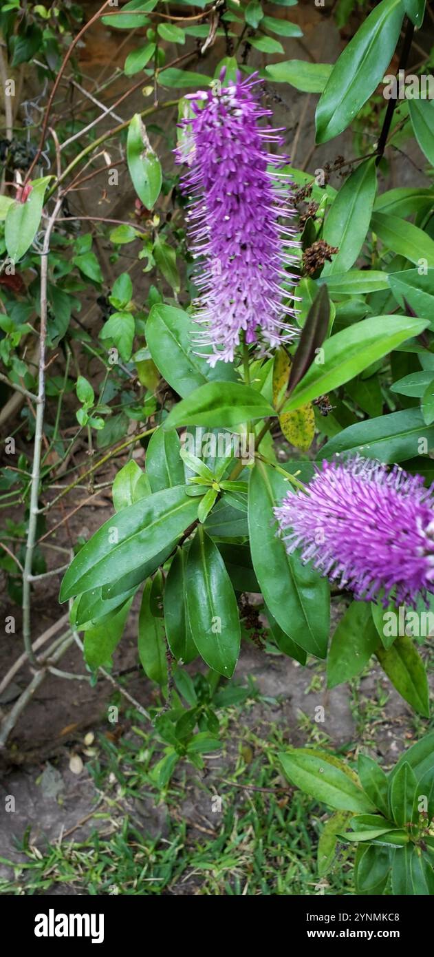 Hedge Veronica (Veronica × franciscana Stock Photo - Alamy
