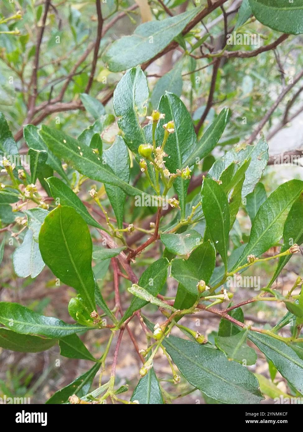 (Dodonaea viscosa spatulata Stock Photo - Alamy