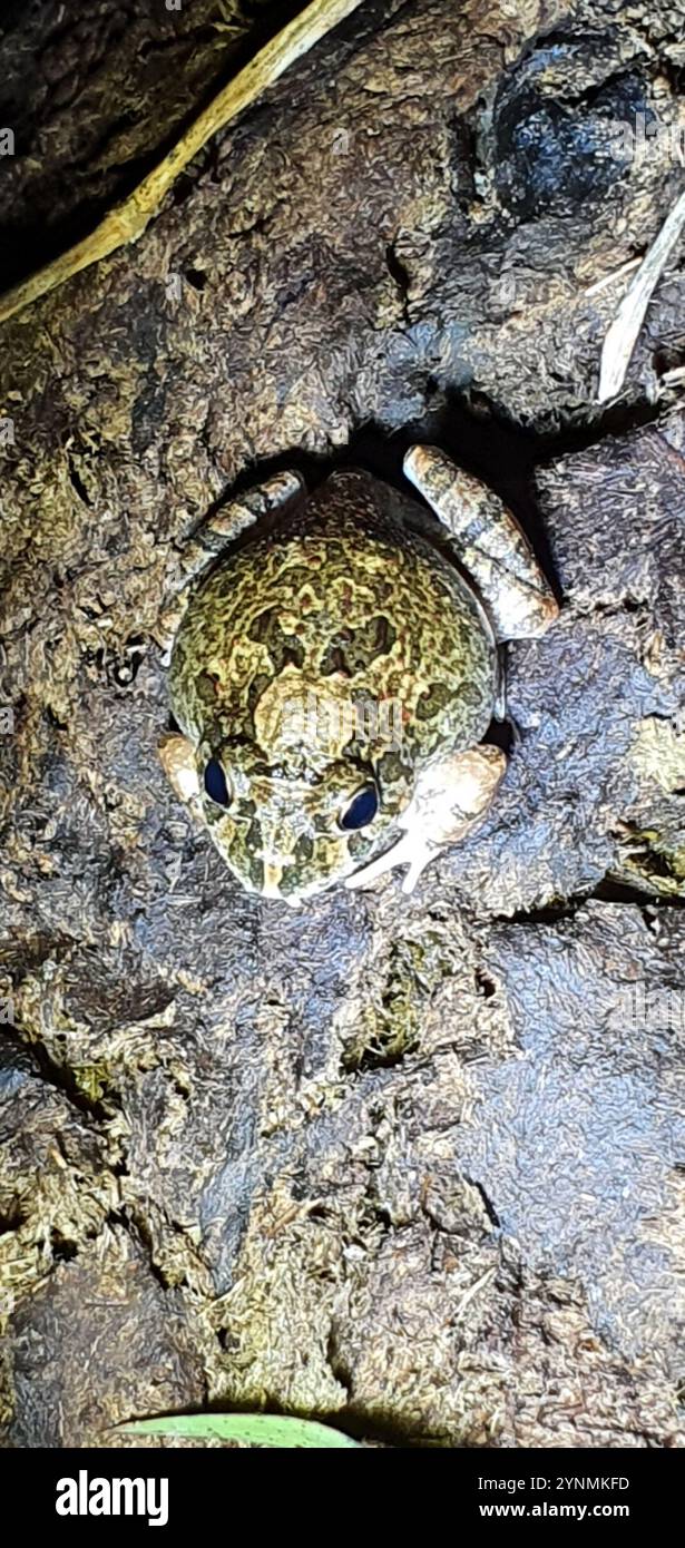Ornate Burrowing Frog (Platyplectrum ornatum Stock Photo - Alamy