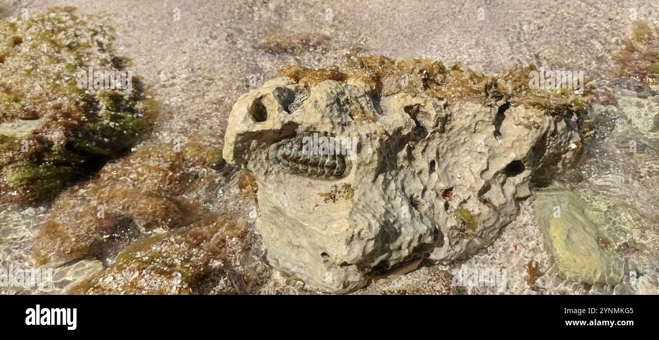West Indian Fuzzy Chiton (Acanthopleura granulata Stock Photo - Alamy