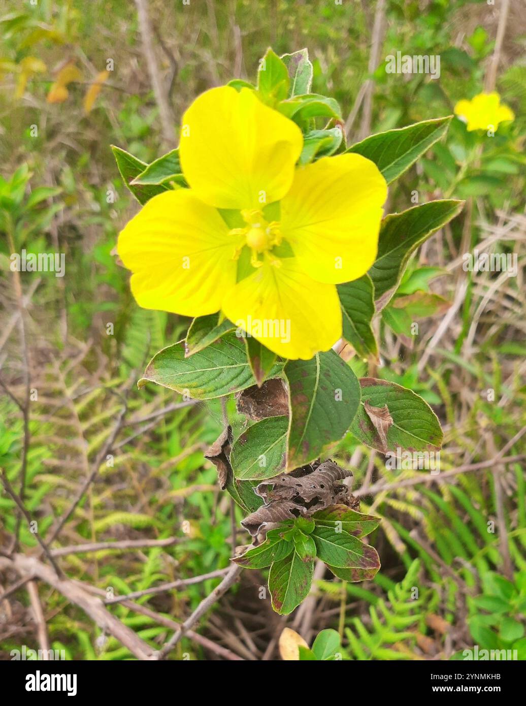Peruvian primrose-willow (Ludwigia peruviana Stock Photo - Alamy
