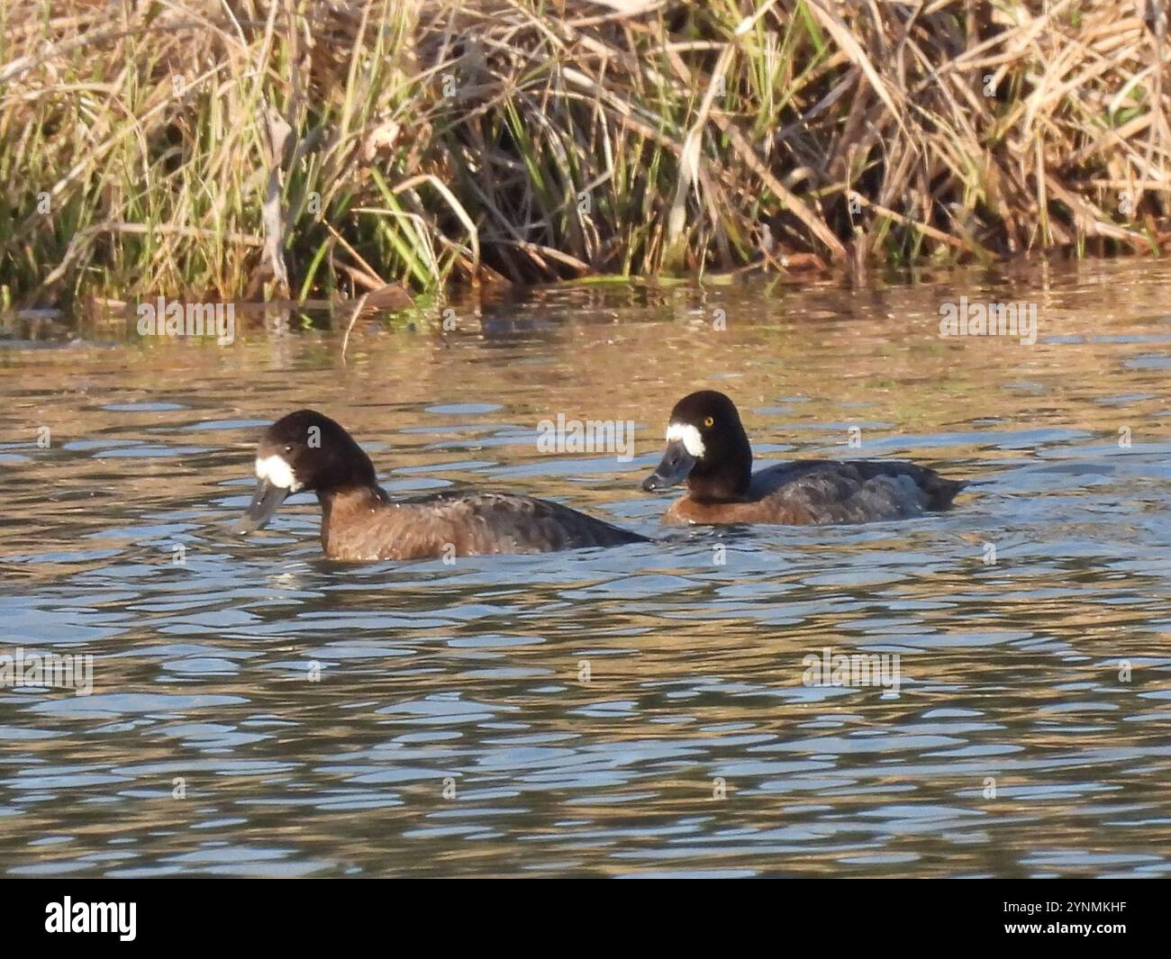 Lesser Scaup (Aythya affinis Stock Photo - Alamy